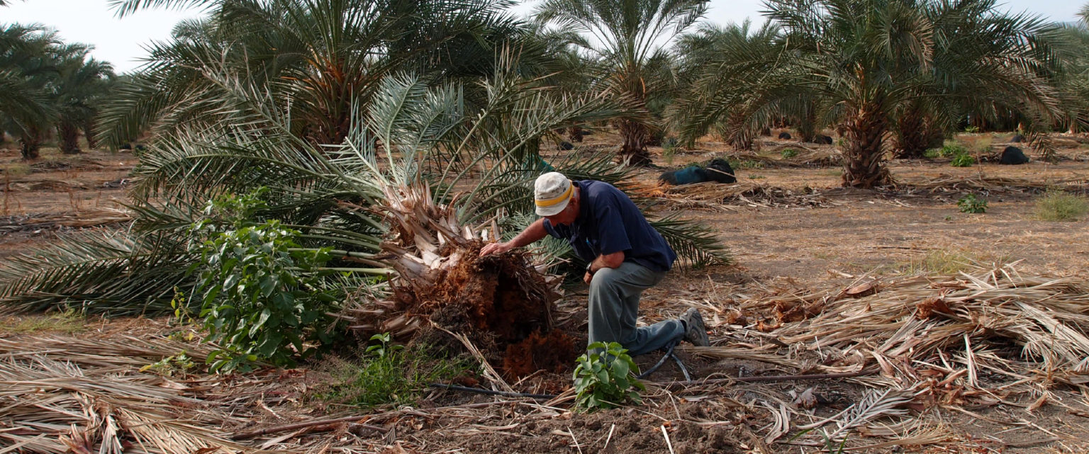 Red palm weevil damage - BioBee South Africa