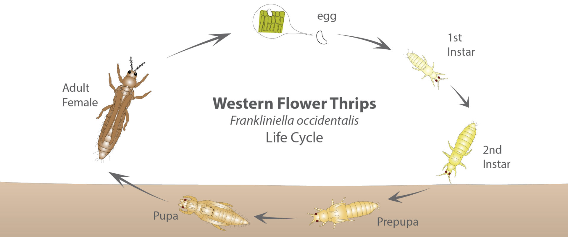 Thrips life cycle - BioBee South Africa